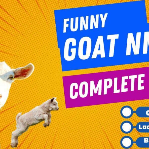 200+ Top Funny Goat Names for Baby Goats, Boys & Girls